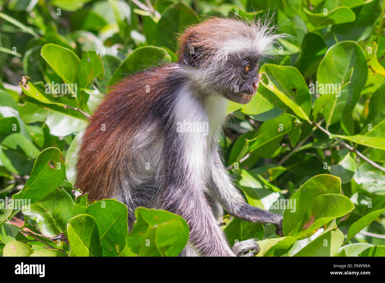 Olive colobus monkey hi-res stock photography and images - Alamy Olive colobus monkey hi-res stock photography and images - Alamy