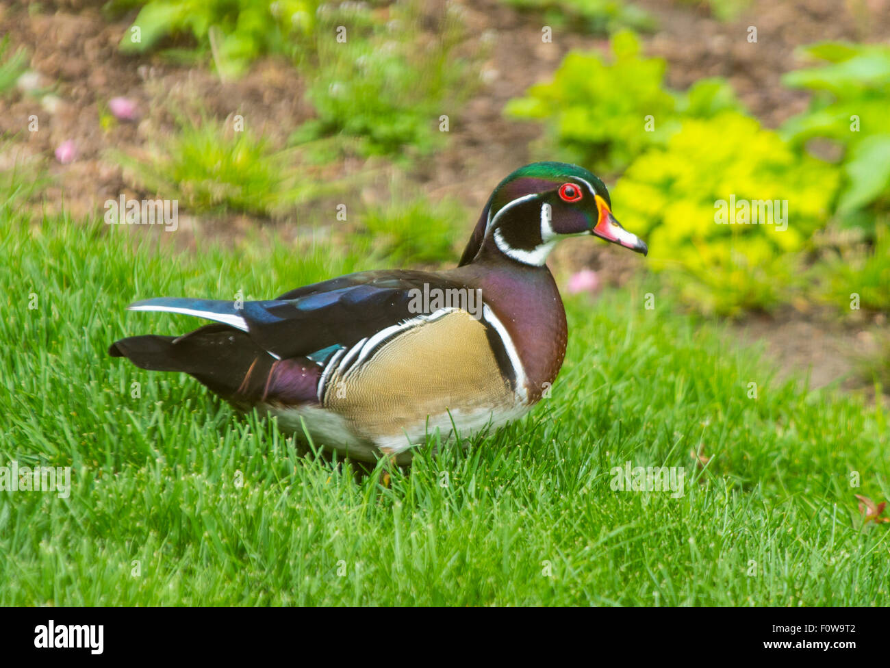 Backyard bird hi-res stock photography and images - Alamy