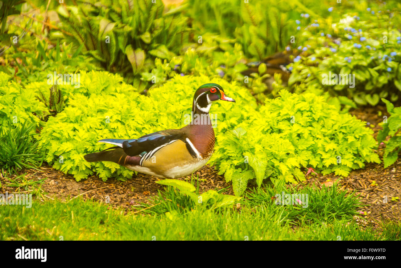 Ducks in garden hi-res stock photography and images - Alamy
