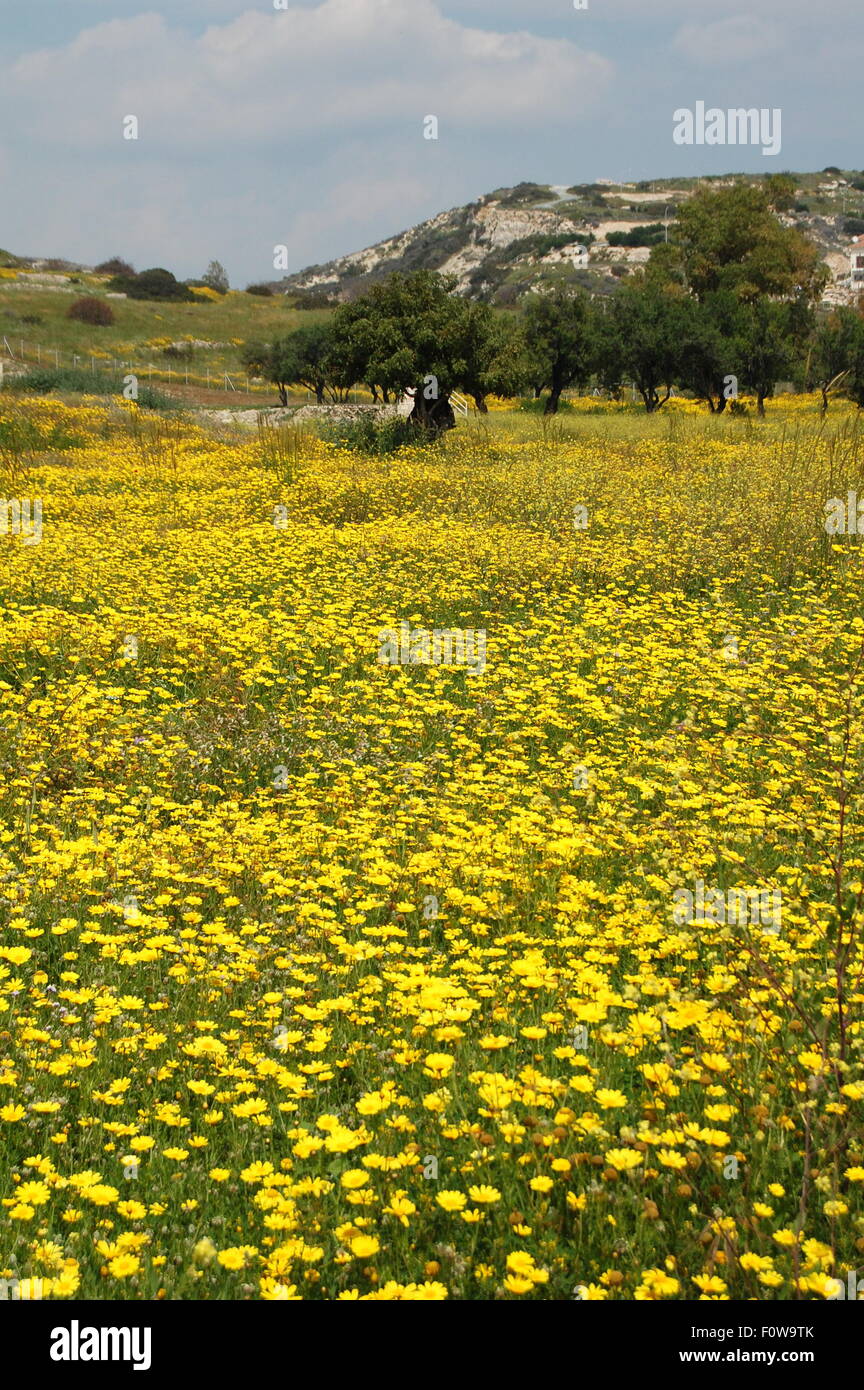 Cypriot flowers hi-res stock photography and images - Alamy