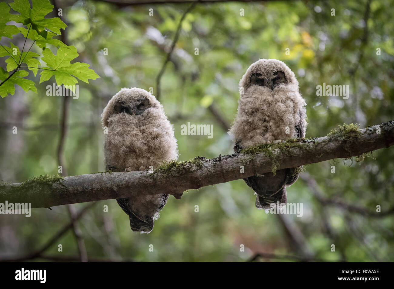 Spotted Owl Babies Stock Photo - Alamy