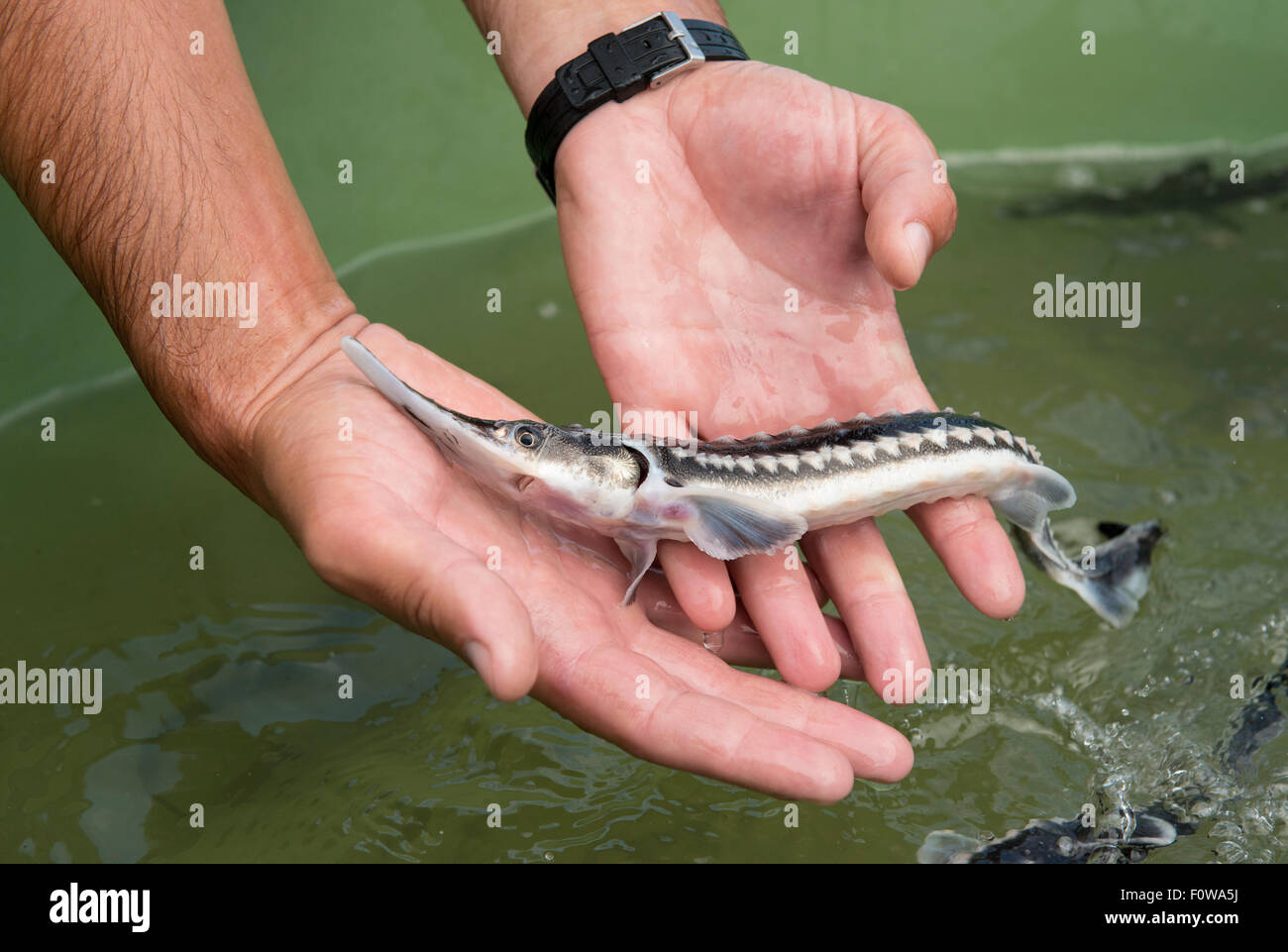 Starry Sturgeon High Resolution Stock Photography and Images - Alamy