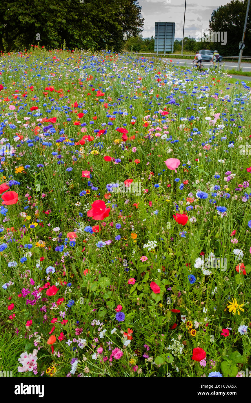 Roadside verge flowers hi-res stock photography and images - Alamy