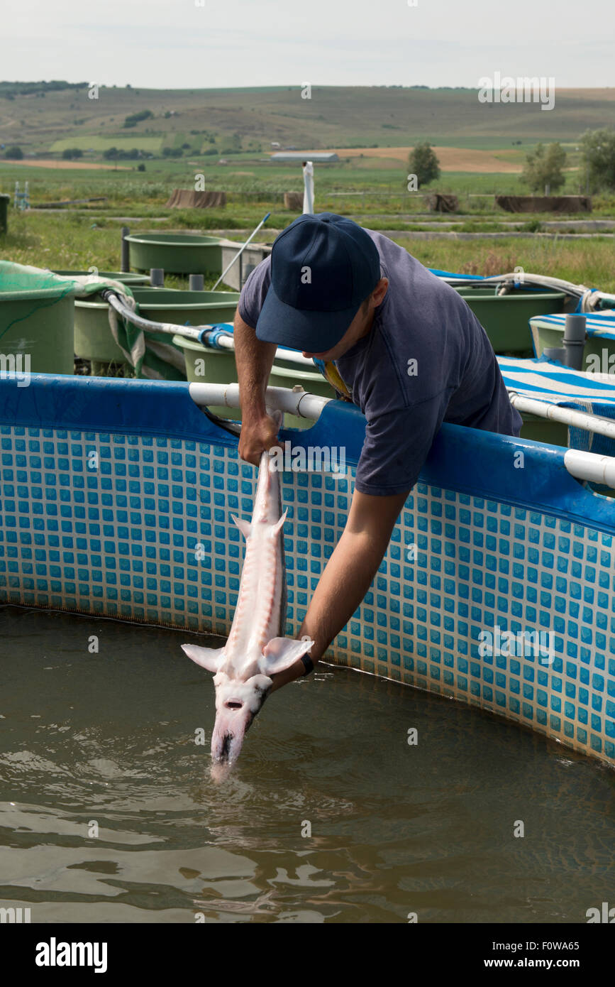 Acipenser stellatus hi-res stock photography and images - Alamy