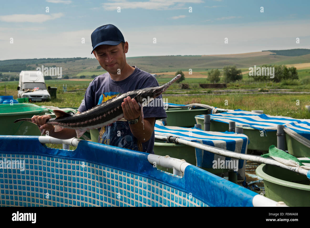 Star sturgeon acipenser seuruga hi-res stock photography and images - Alamy