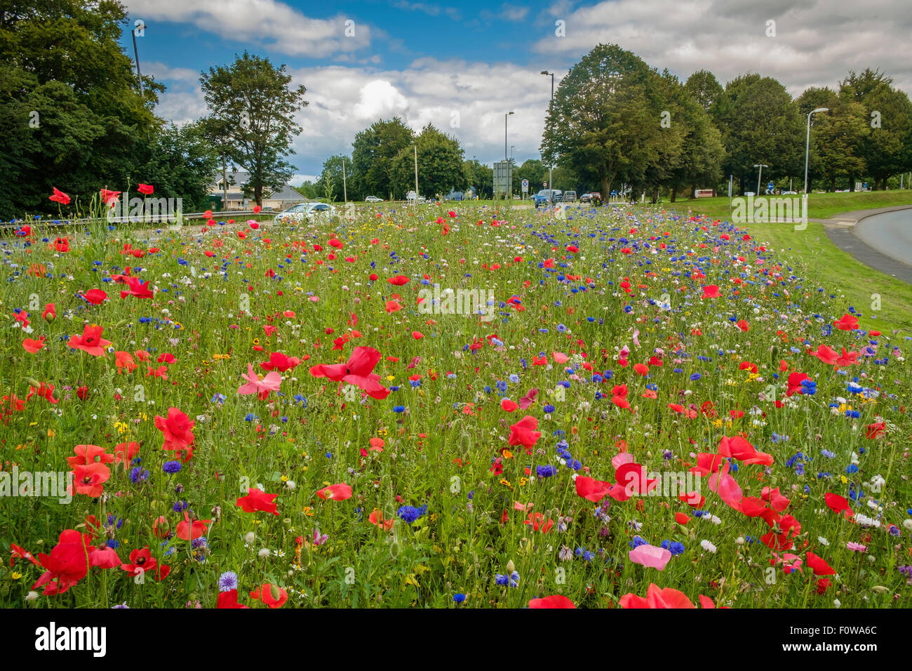 Mixture of wild flowers planted by local authority at roadside verge ...