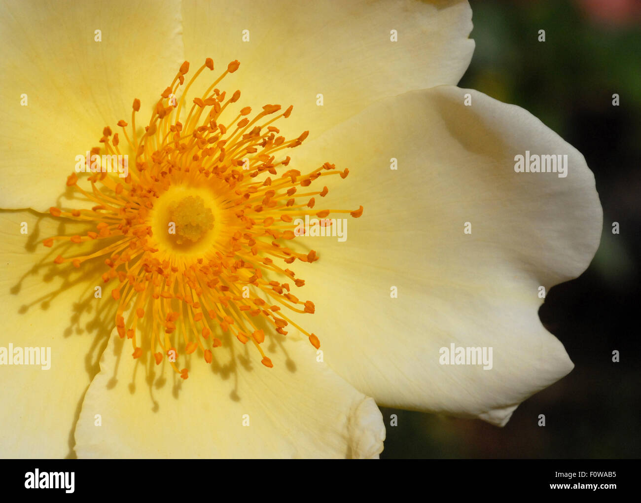 climbing rose mermaid Stock Photo - Alamy