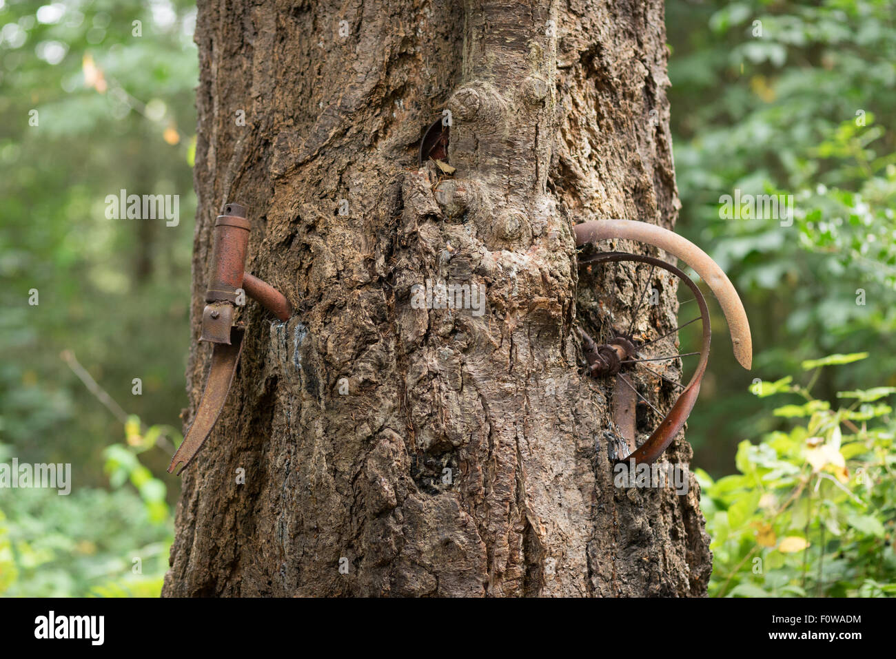 Bicycle Tree, Vashon Stock Photo - Alamy