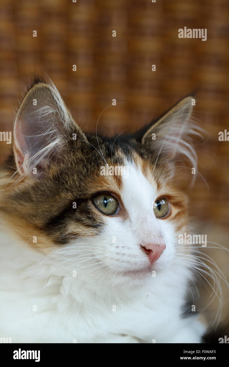 Calico Norwegian Forest Kitten