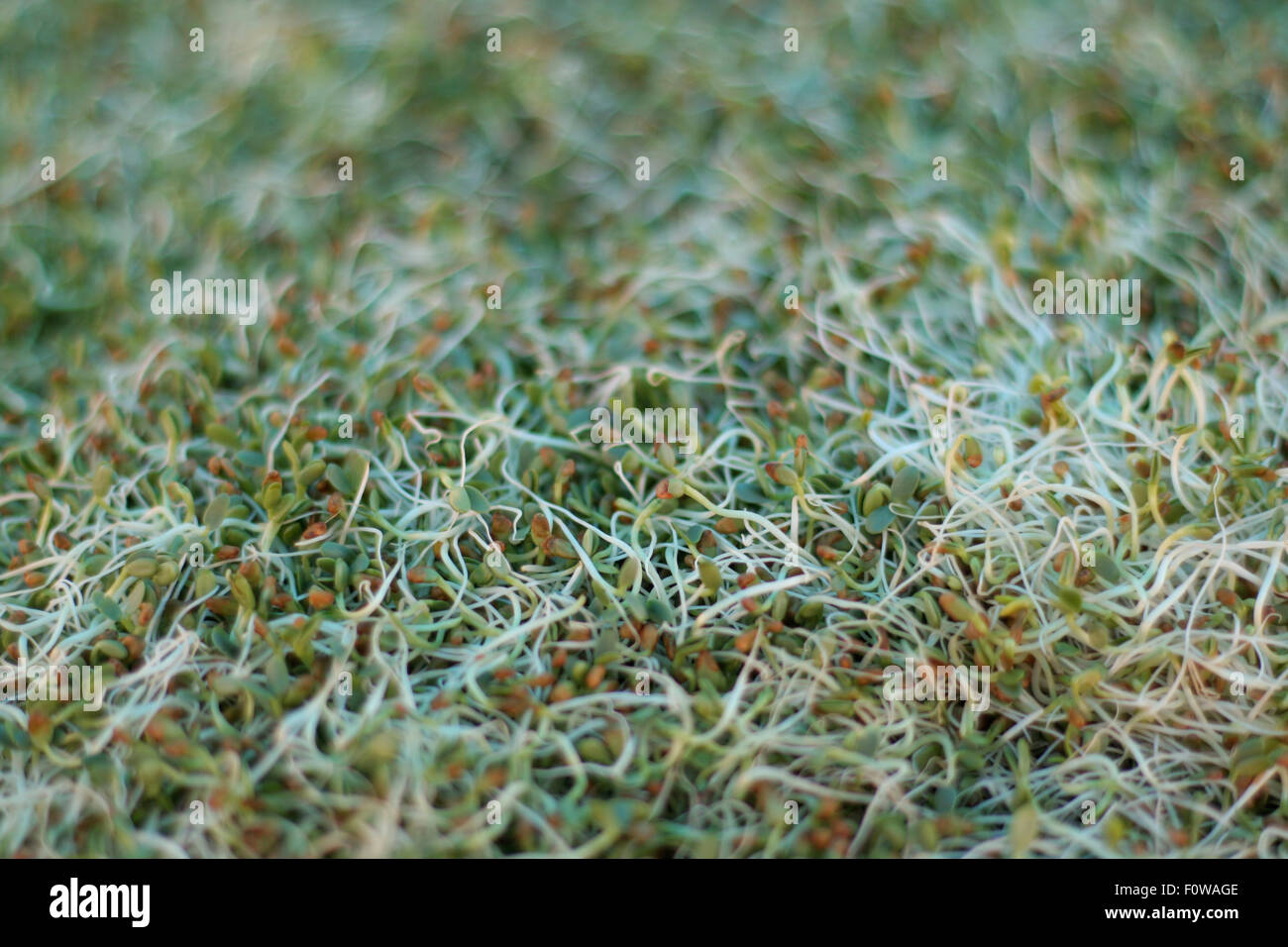 Alfalfa Sprouts green leaf sprouts close up with depth of field Stock ...