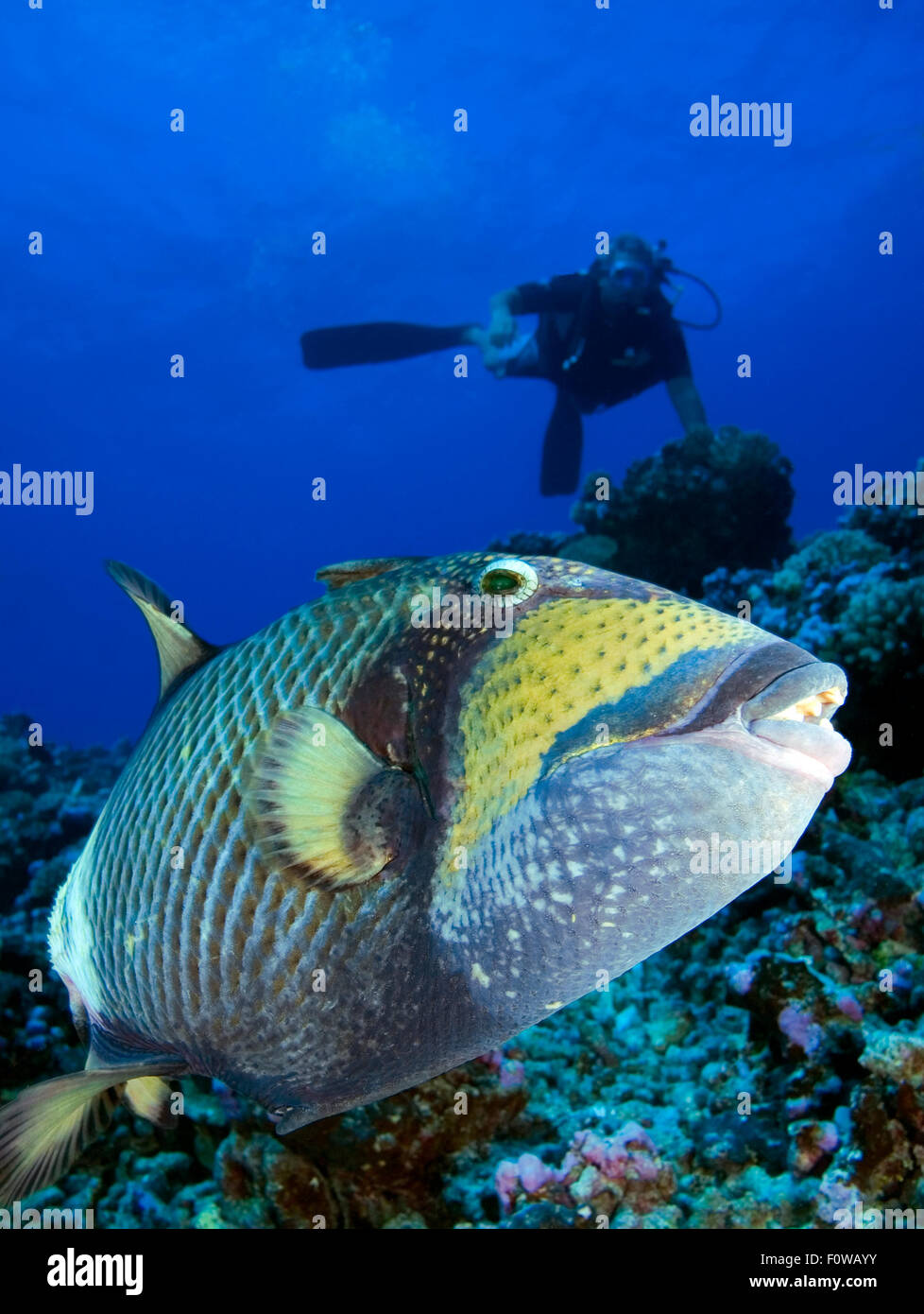 Reef trigger fish hi-res stock photography and images - Alamy