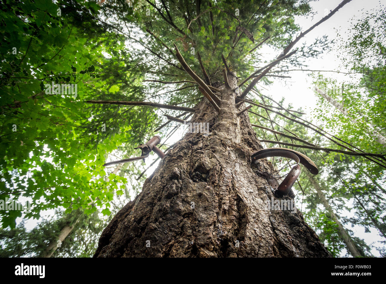 Bicycle Tree, Vashon Stock Photo - Alamy