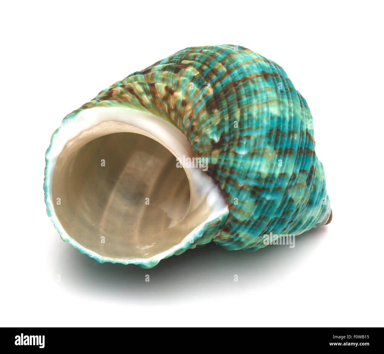 close up of a seashell on white background Stock Photo - Alamy
