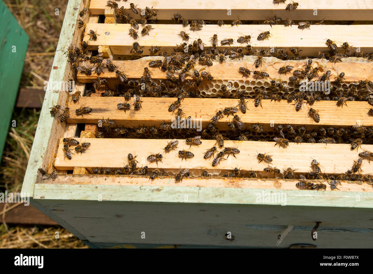 Romanian wildlife hi-res stock photography and images - Alamy