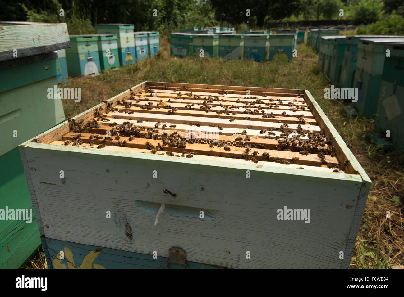 Romanian bee hive close to Macin Mountains National Park, Romania, June ...