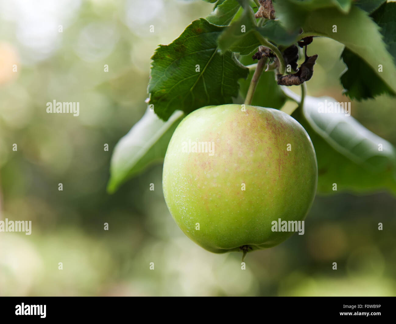 Green apple on tree hi-res stock photography and images - Alamy