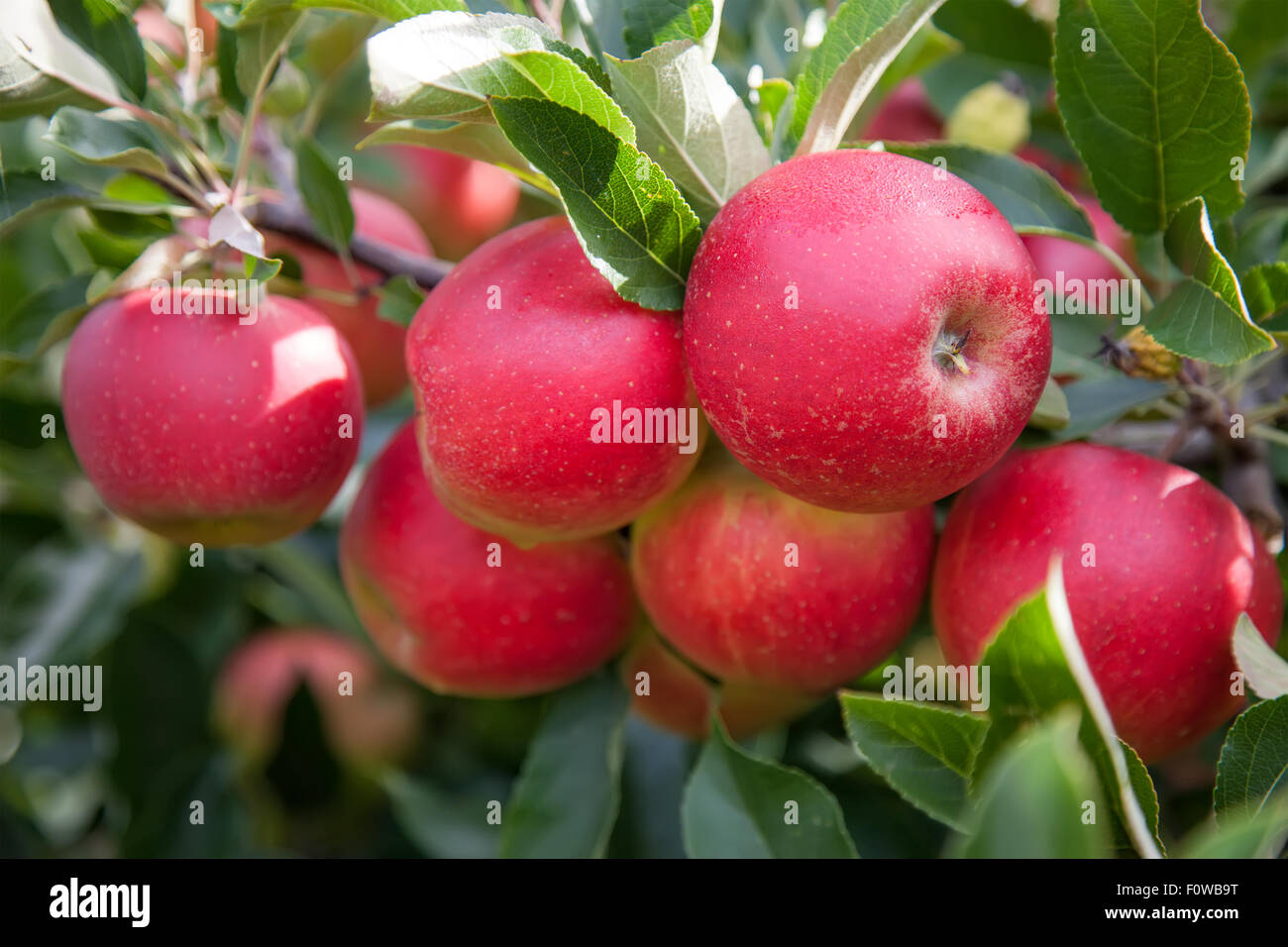 Bright red organic apples on a tree branch Stock Photo - Alamy