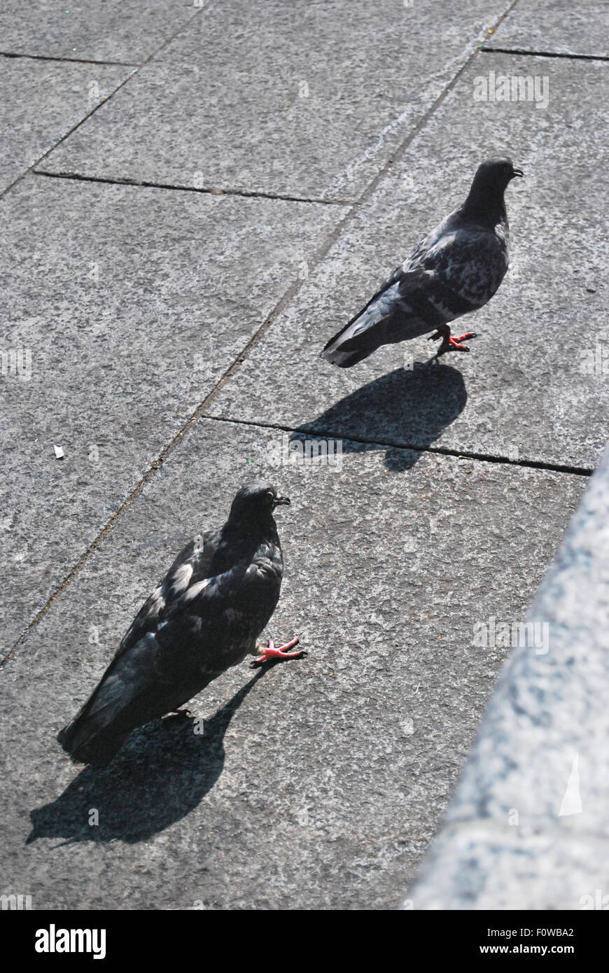 Pigeon milan hi-res stock photography and images - Alamy