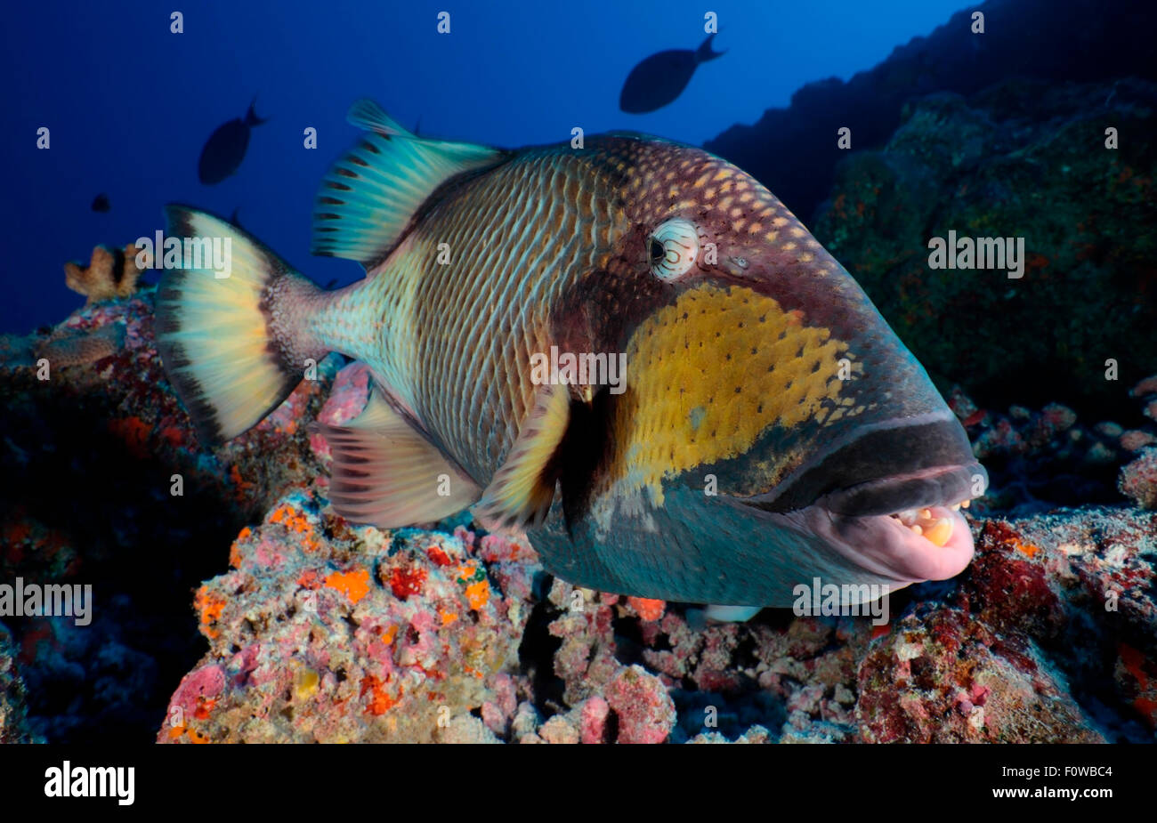Triggerfish hi-res stock photography and images - Alamy