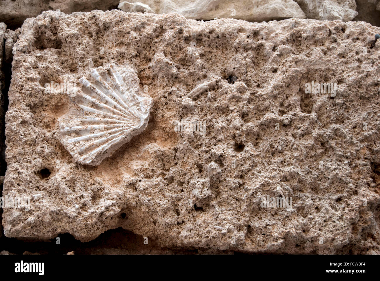 Fossil shell hi-res stock photography and images - Alamy