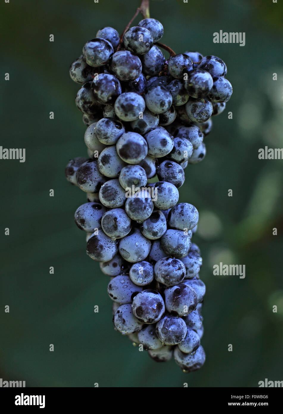 cluster of concord grapes Stock Photo - Alamy