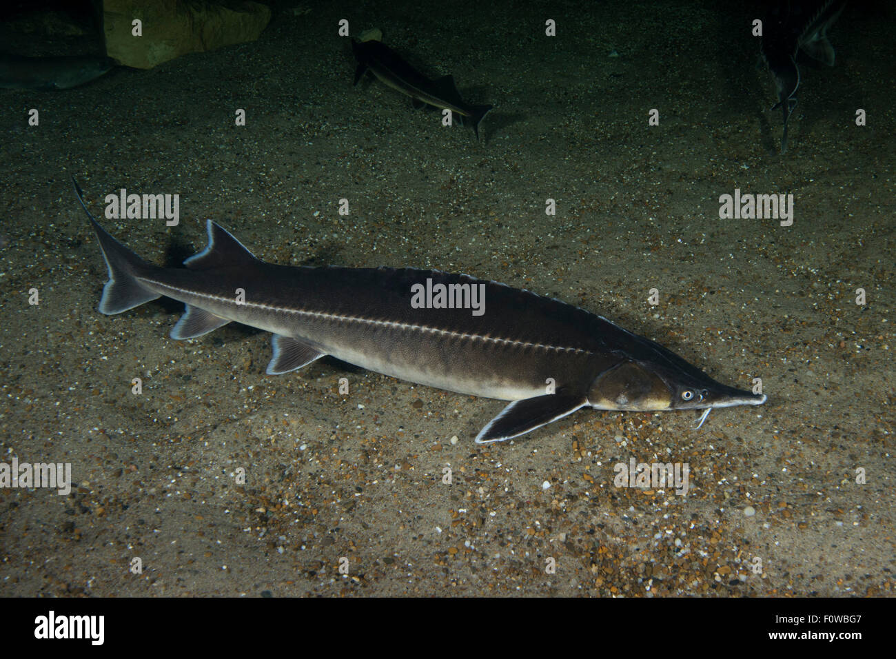 Acipenseriformes hi-res stock photography and images - Alamy