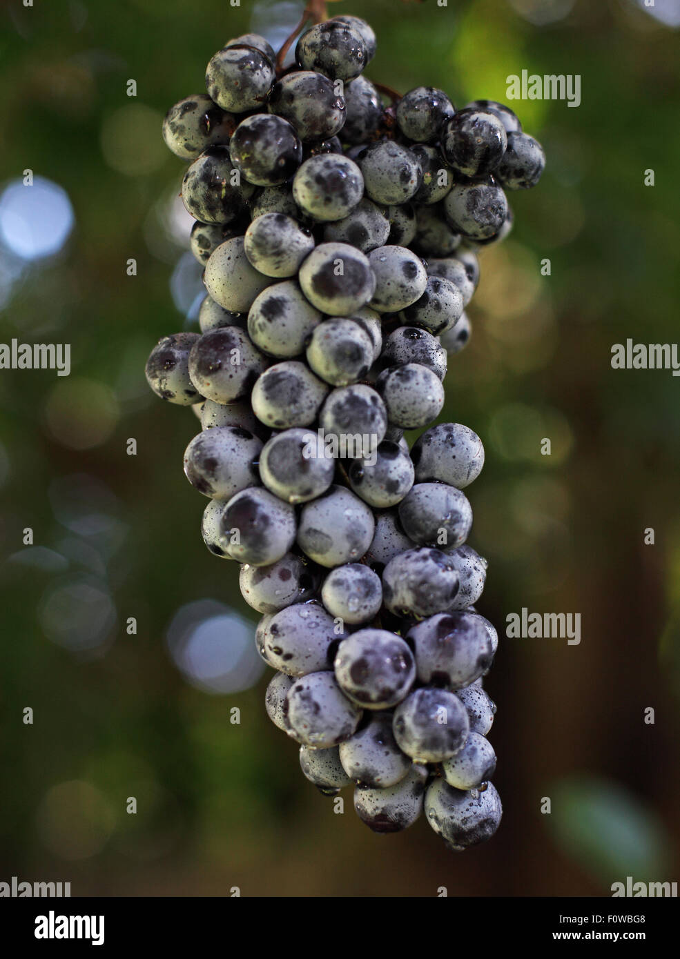 Concord cluster hi-res stock photography and images - Alamy