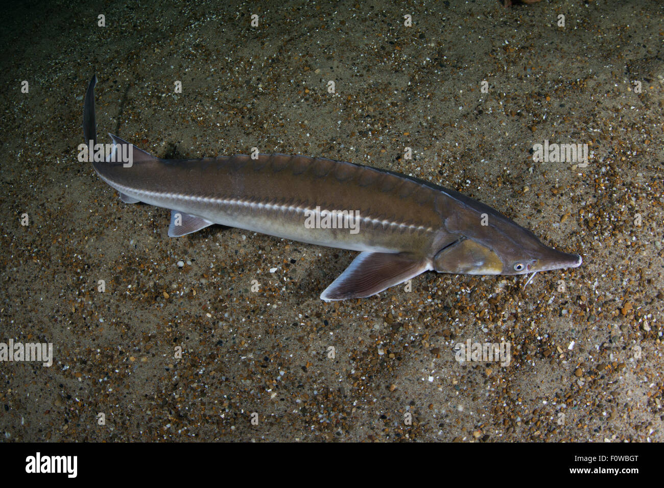 Acipenseriformes hi-res stock photography and images - Alamy