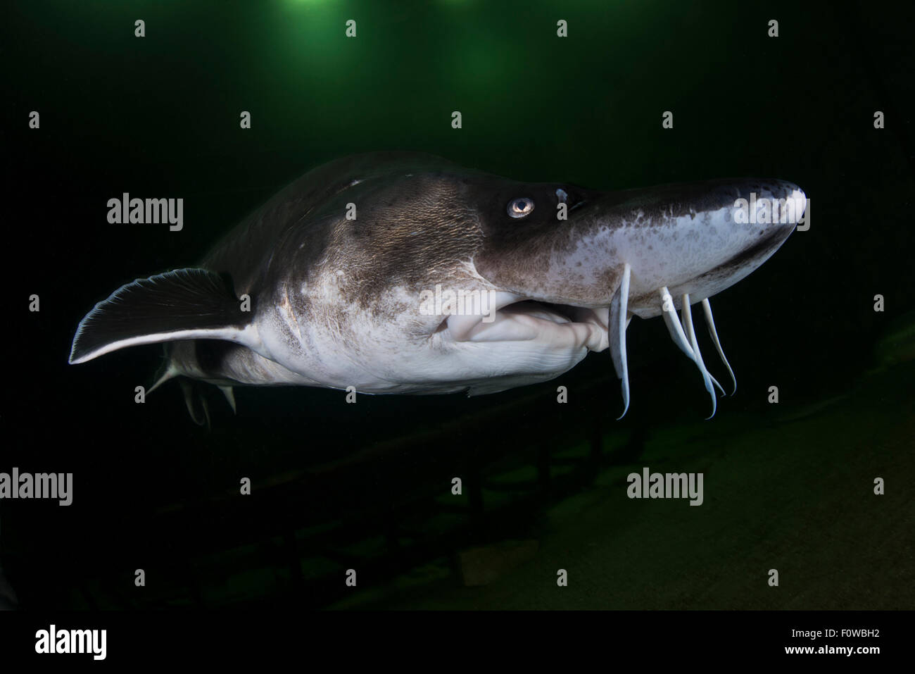 Beluga sturgeon huso huso hi-res stock photography and images - Alamy