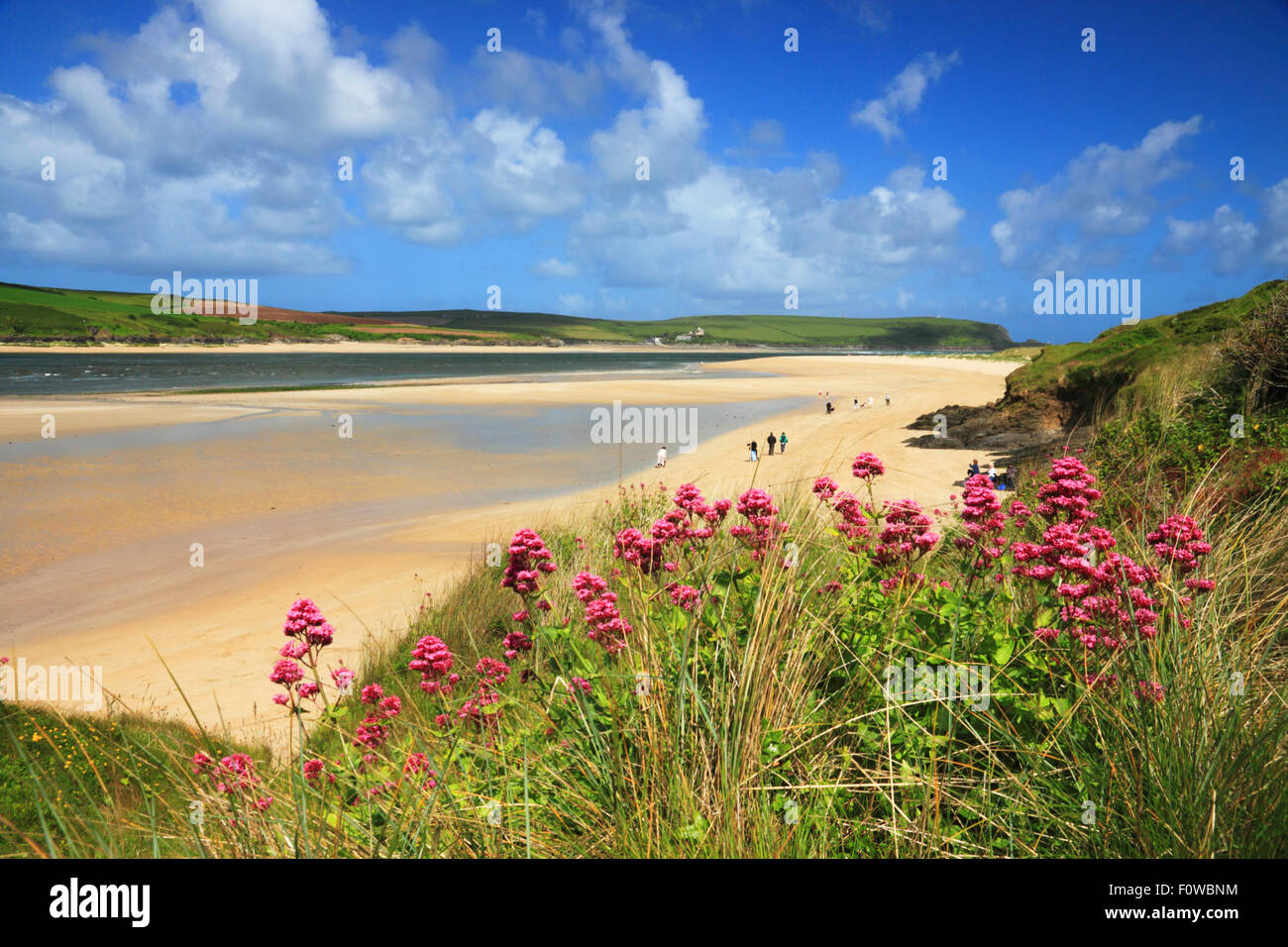 A wide sandy estuary with pink flowers in the foreground Stock Photo ...