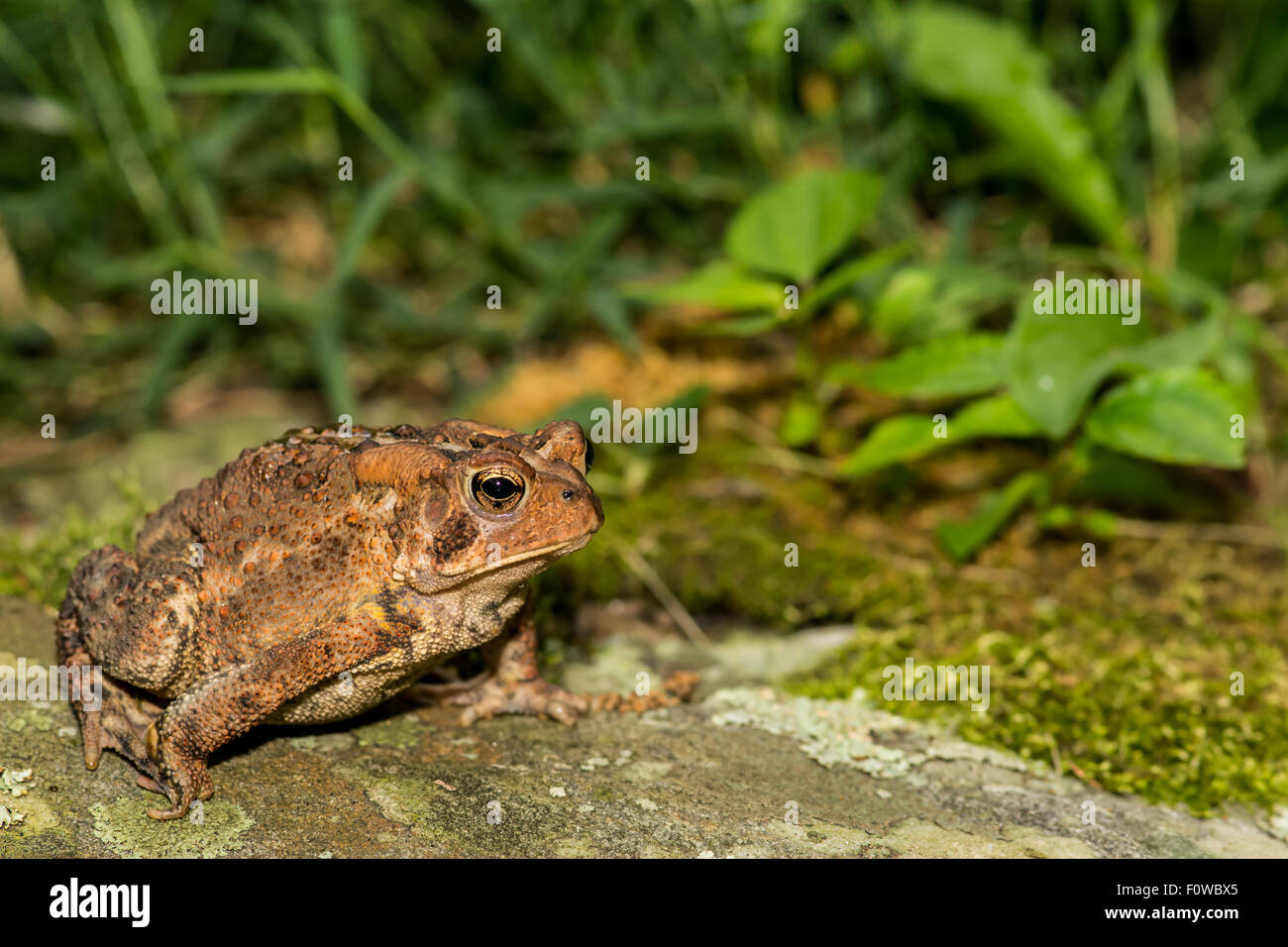 American toad calling bufo americanus hi-res stock photography and ...