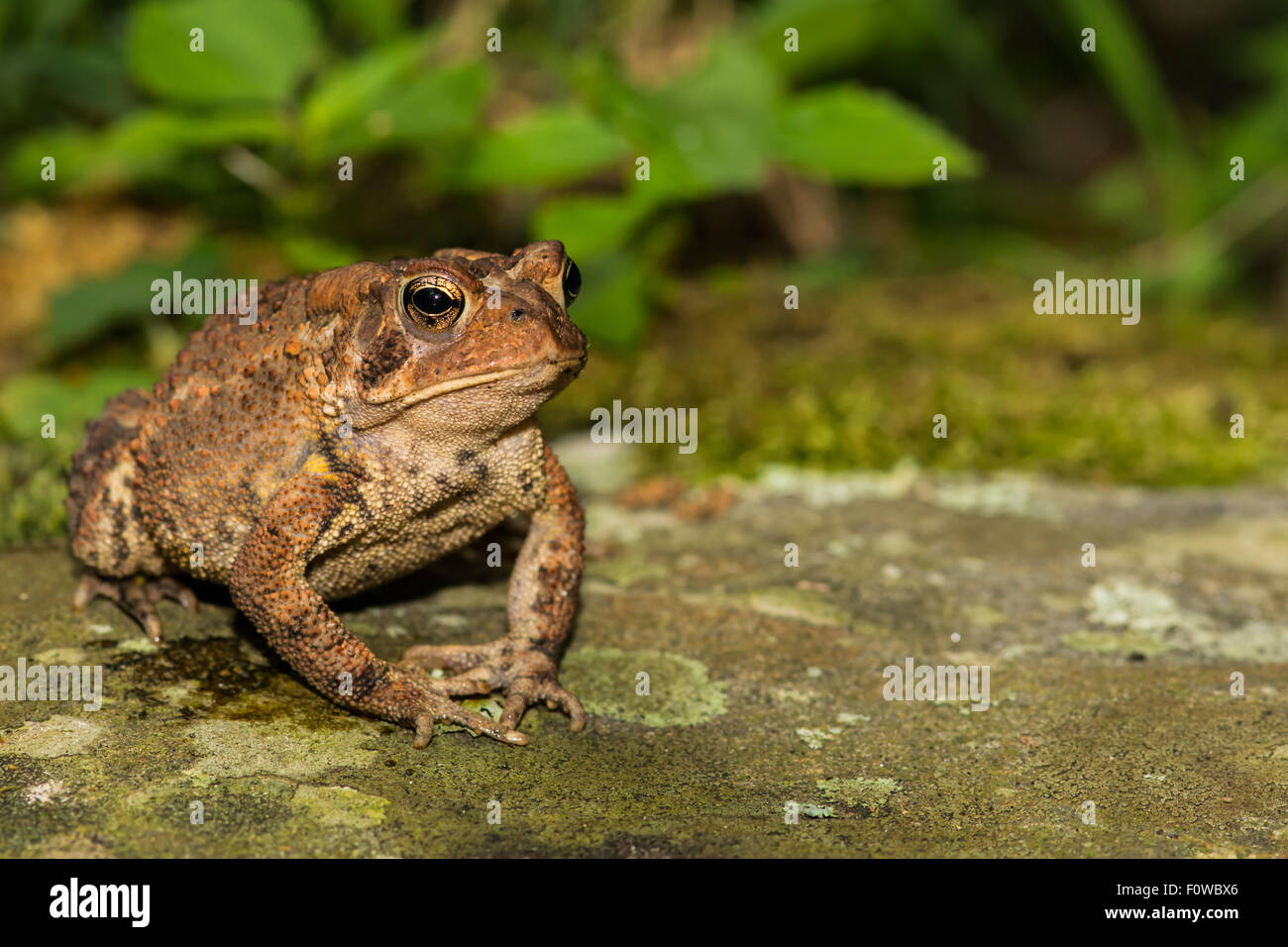 Amphibian toad american hi-res stock photography and images - Alamy