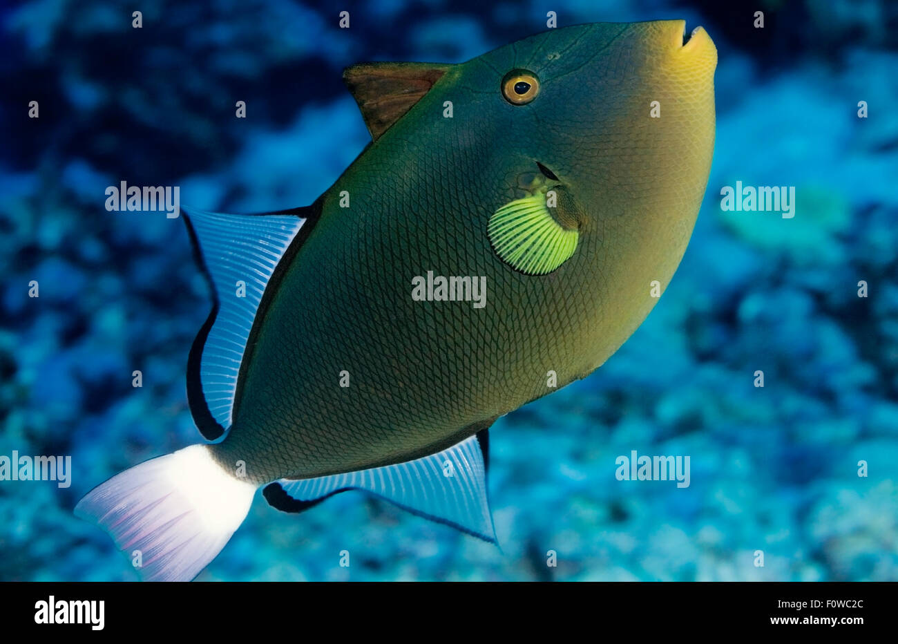 Triggerfish on reef in ocean hi-res stock photography and images - Alamy