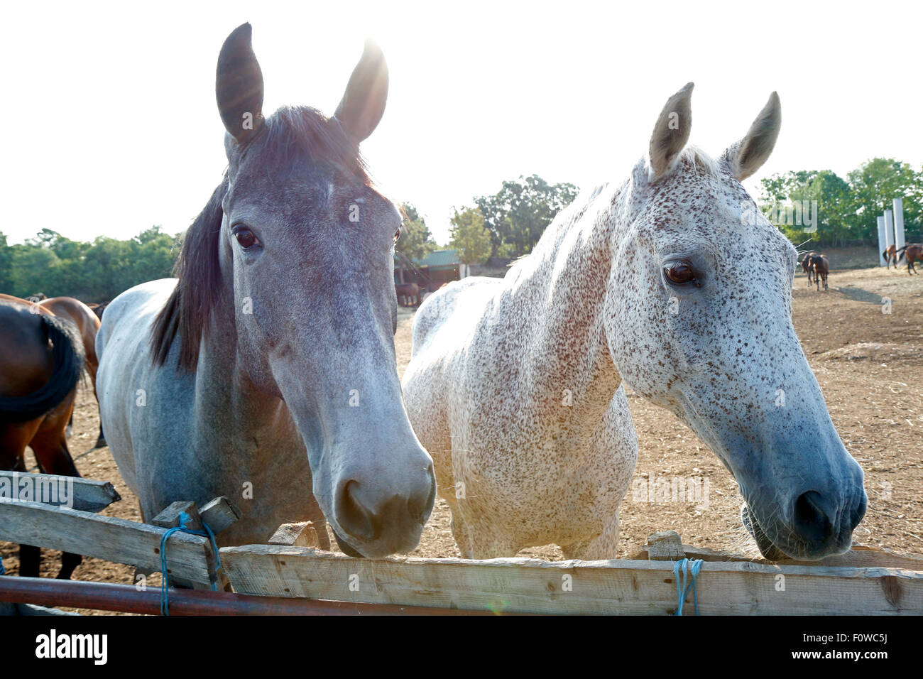 Two horses looking over the fence Stock Photo - Alamy