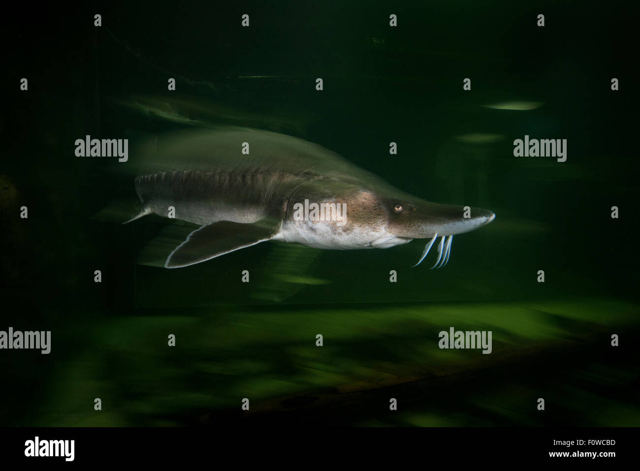 Huso huso hi-res stock photography and images - Alamy