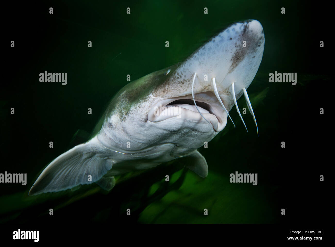 European barbel fish hi-res stock photography and images - Alamy