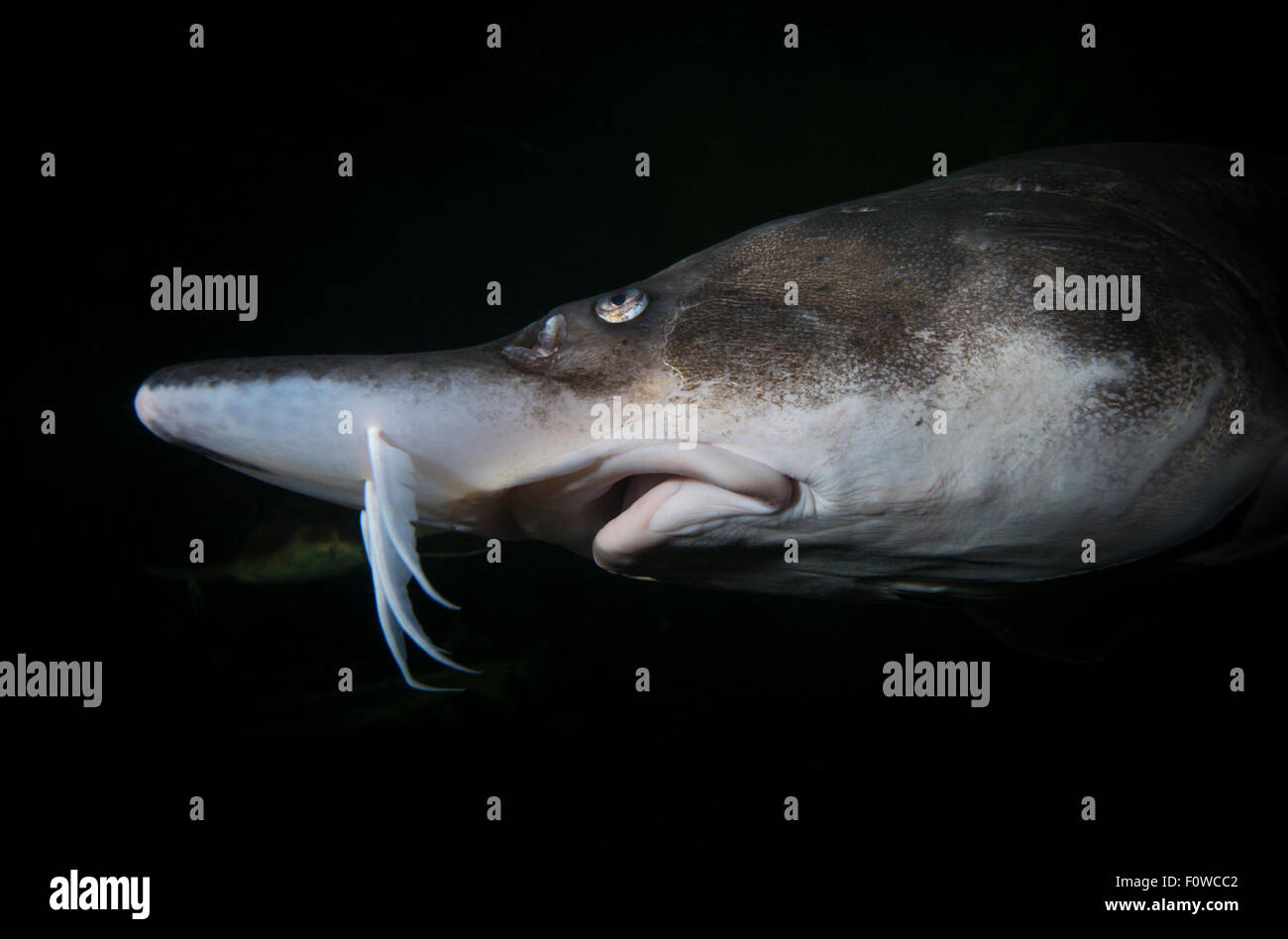 Beluga sturgeon huso huso hi-res stock photography and images - Alamy