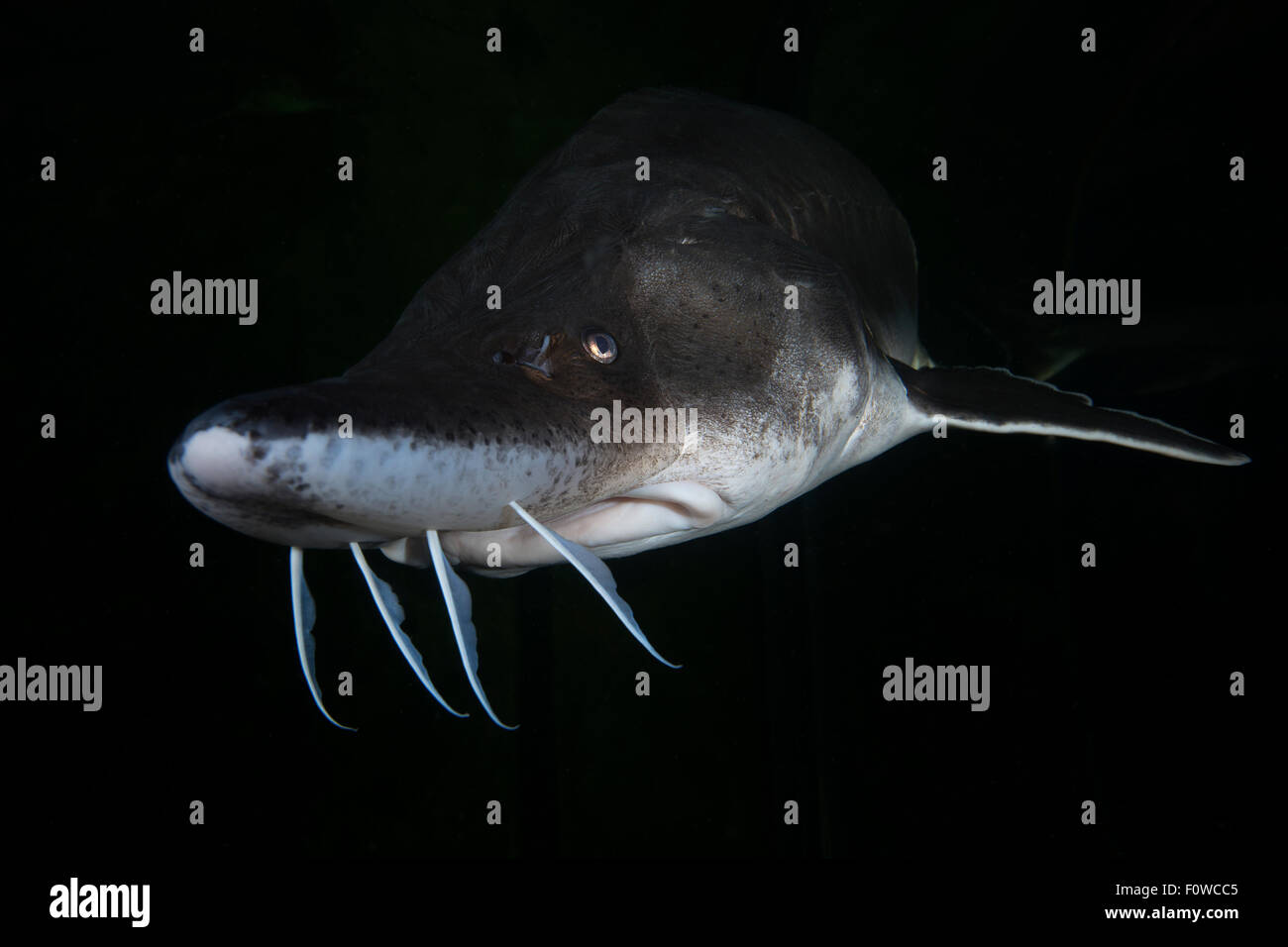 Beluga sturgeon huso huso hi-res stock photography and images - Alamy