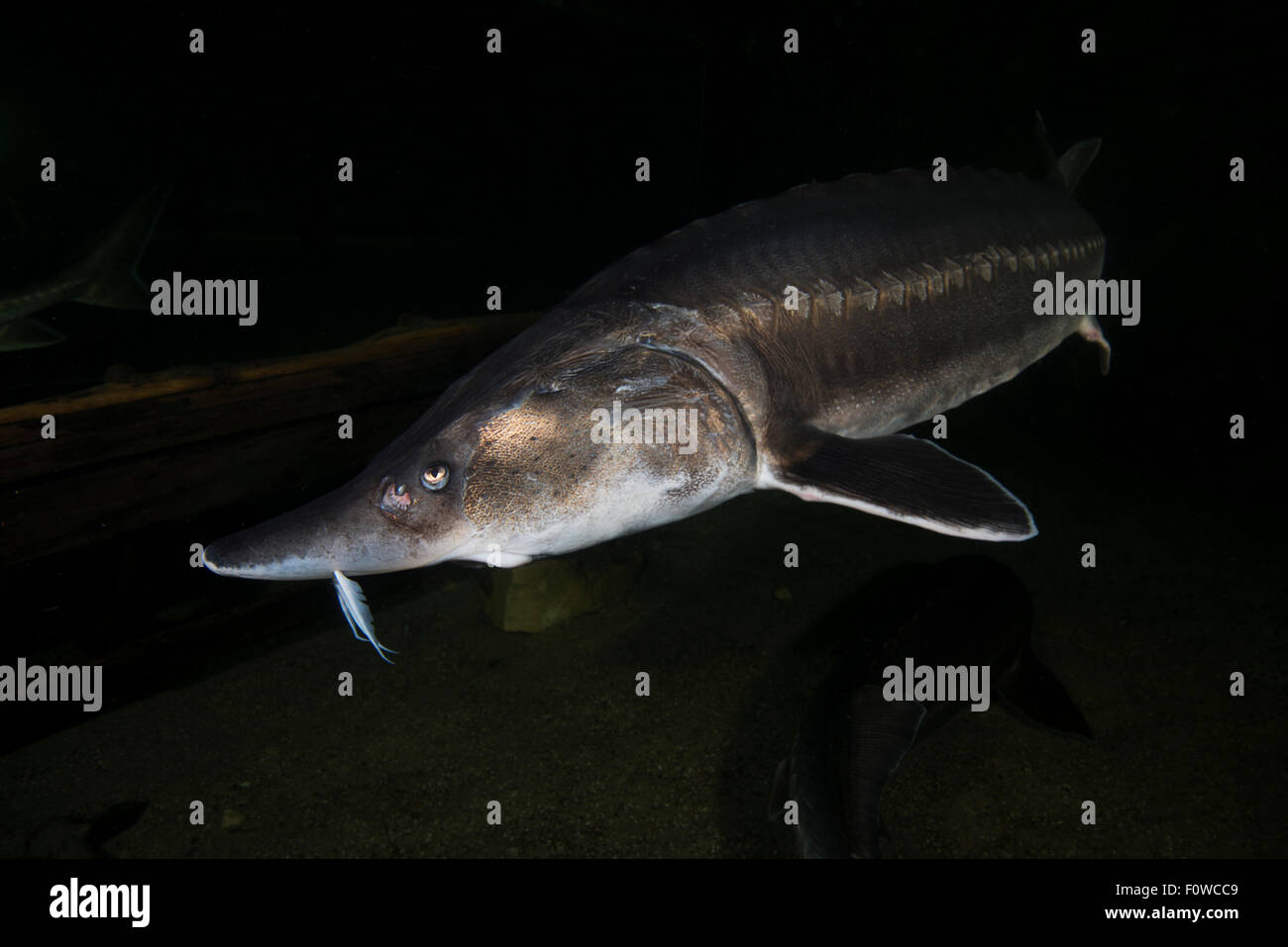 Beluga sturgeon huso huso hi-res stock photography and images - Alamy