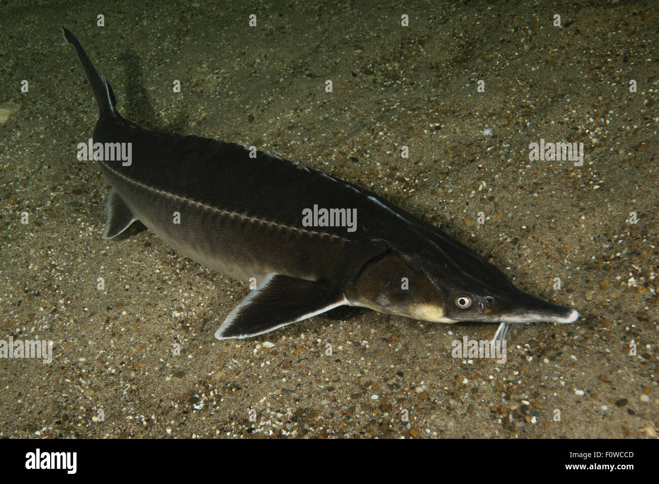 Sterlet acipenser ruthenus hi-res stock photography and images - Alamy