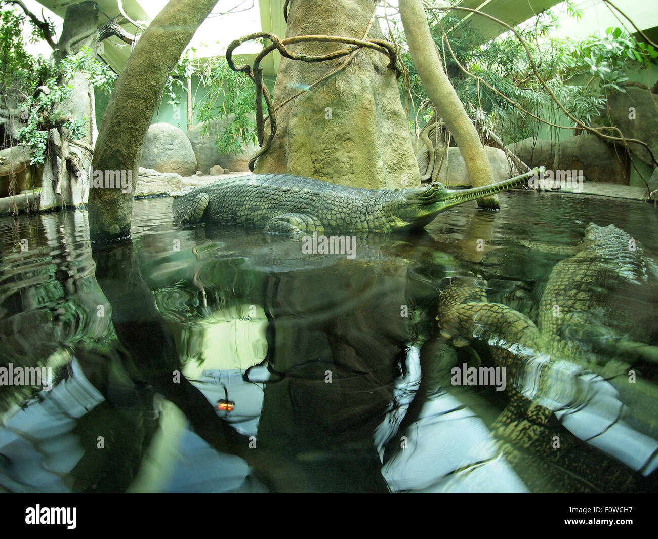 Indian gavial indian gharial gavialis hi-res stock photography and ...