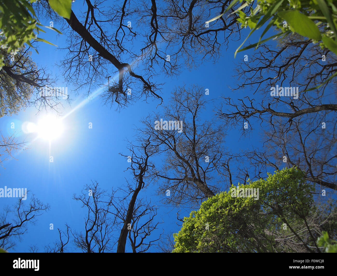 Blue spring sky with wide angle view from below Stock Photo - Alamy