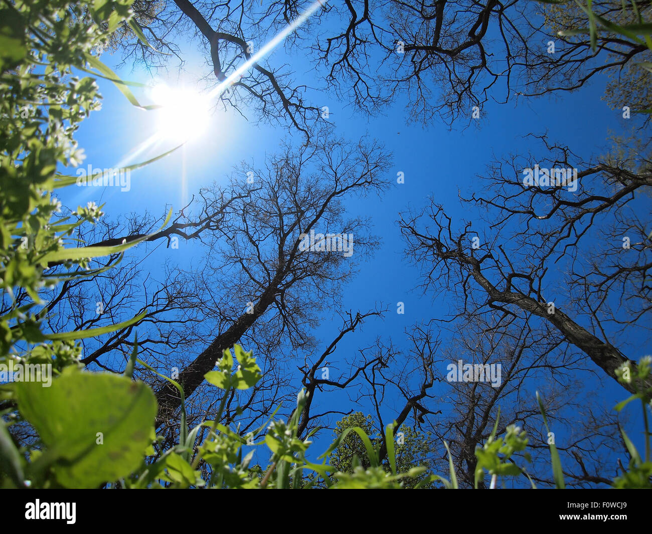 Sunny spring sky with wide angle fisheye lens view from below Stock ...