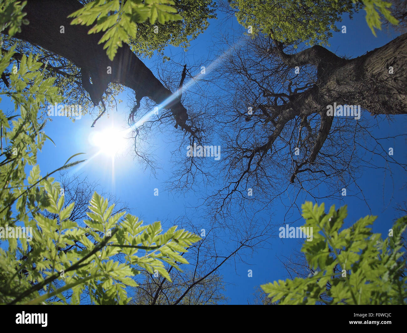 Blue sunny spring sky with wide angle fisheye lens view from below ...