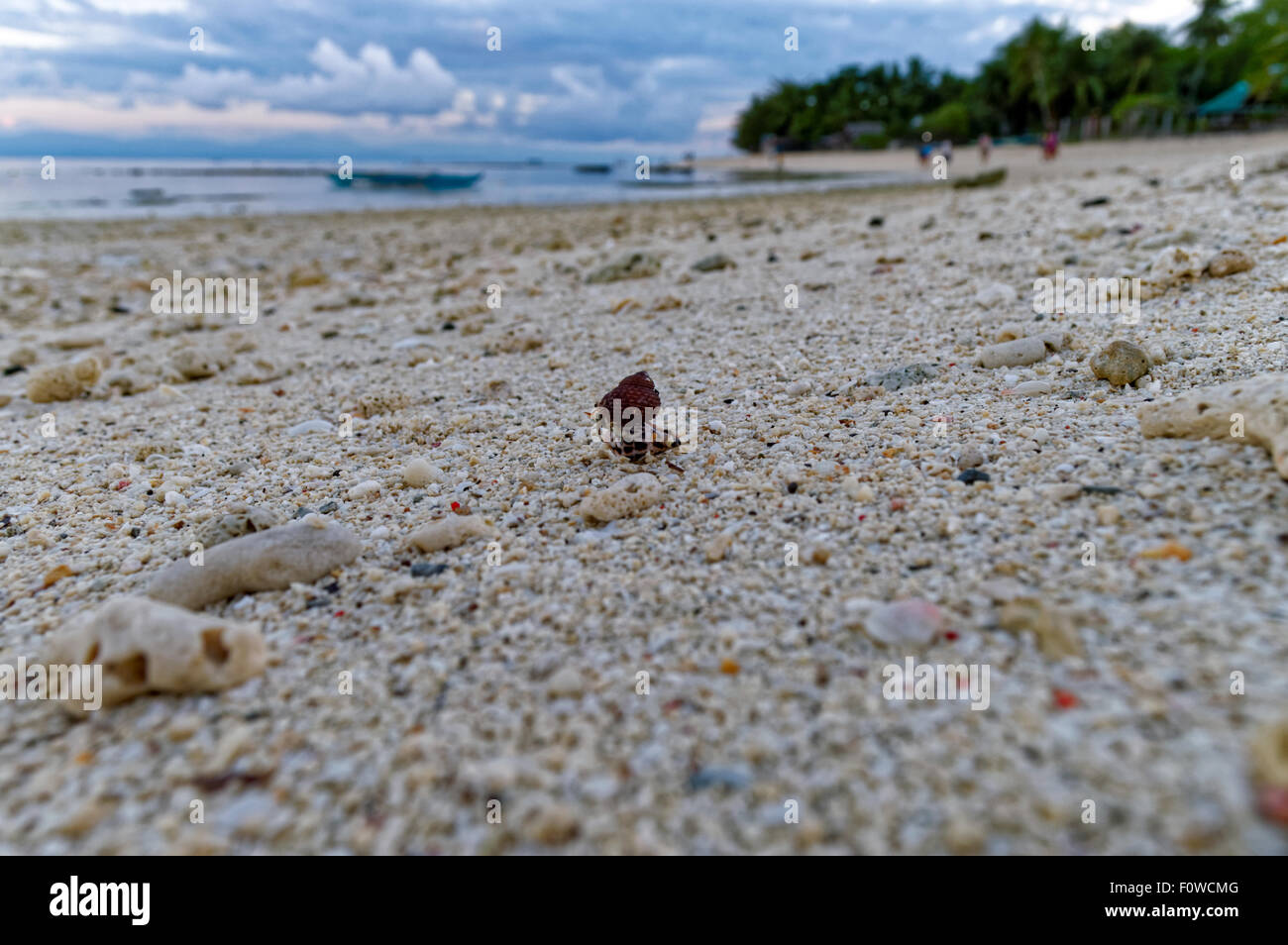 Turtle shell top view hi-res stock photography and images - Alamy