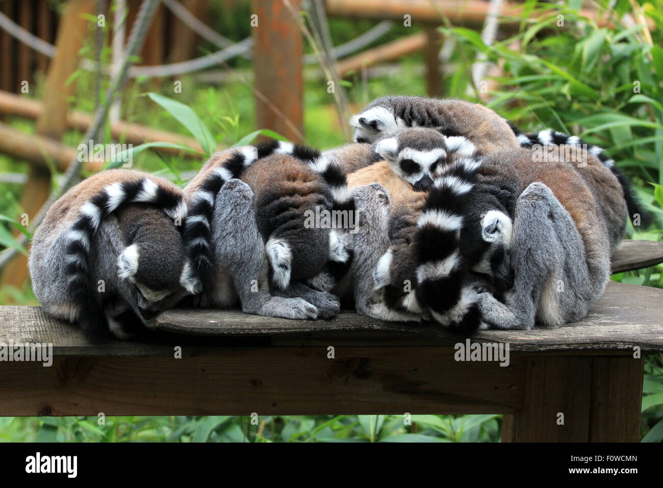 Group ring tiled lemurs in huddle hi-res stock photography and images ...