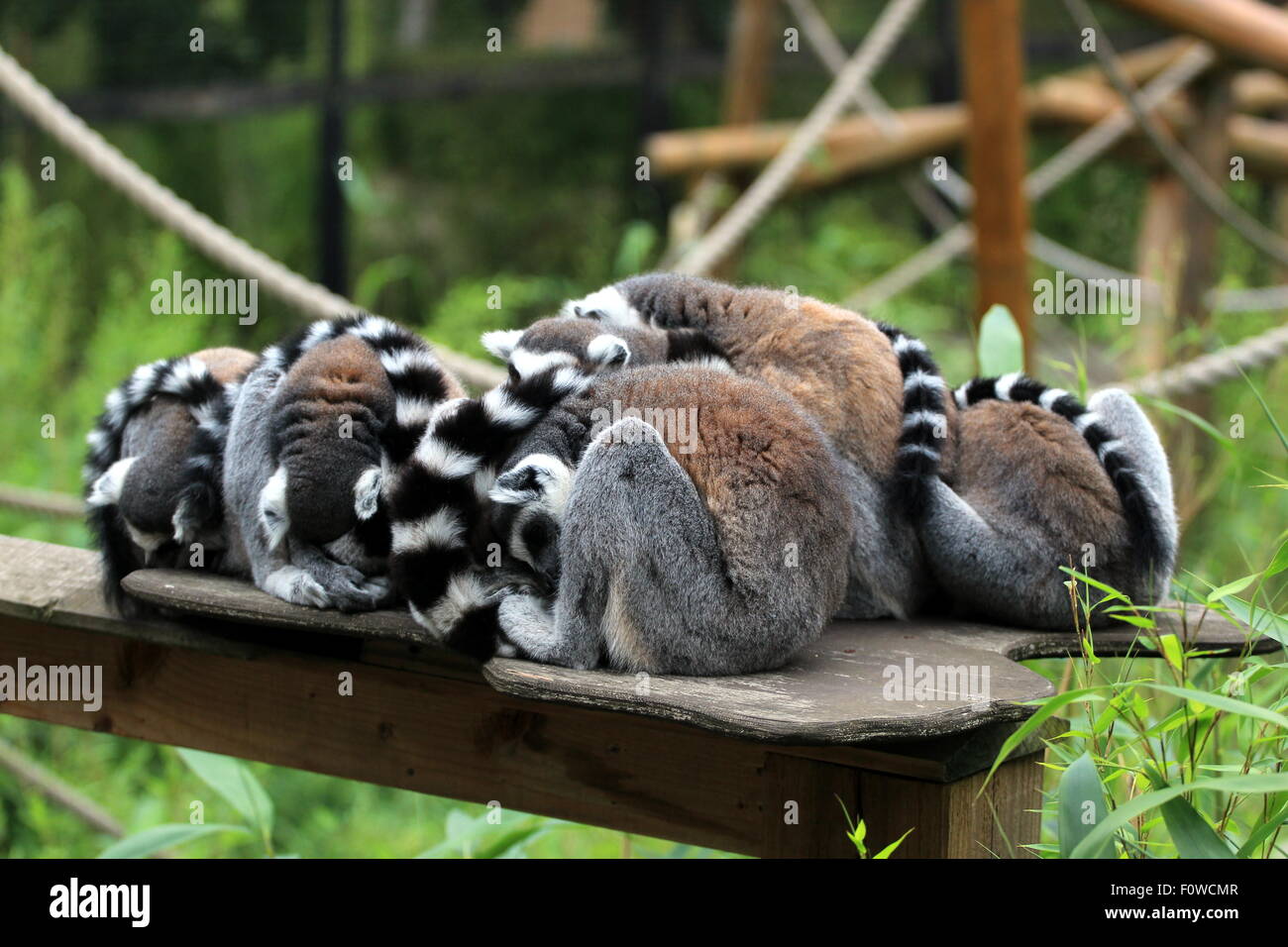 Group of lemurs hi-res stock photography and images - Alamy