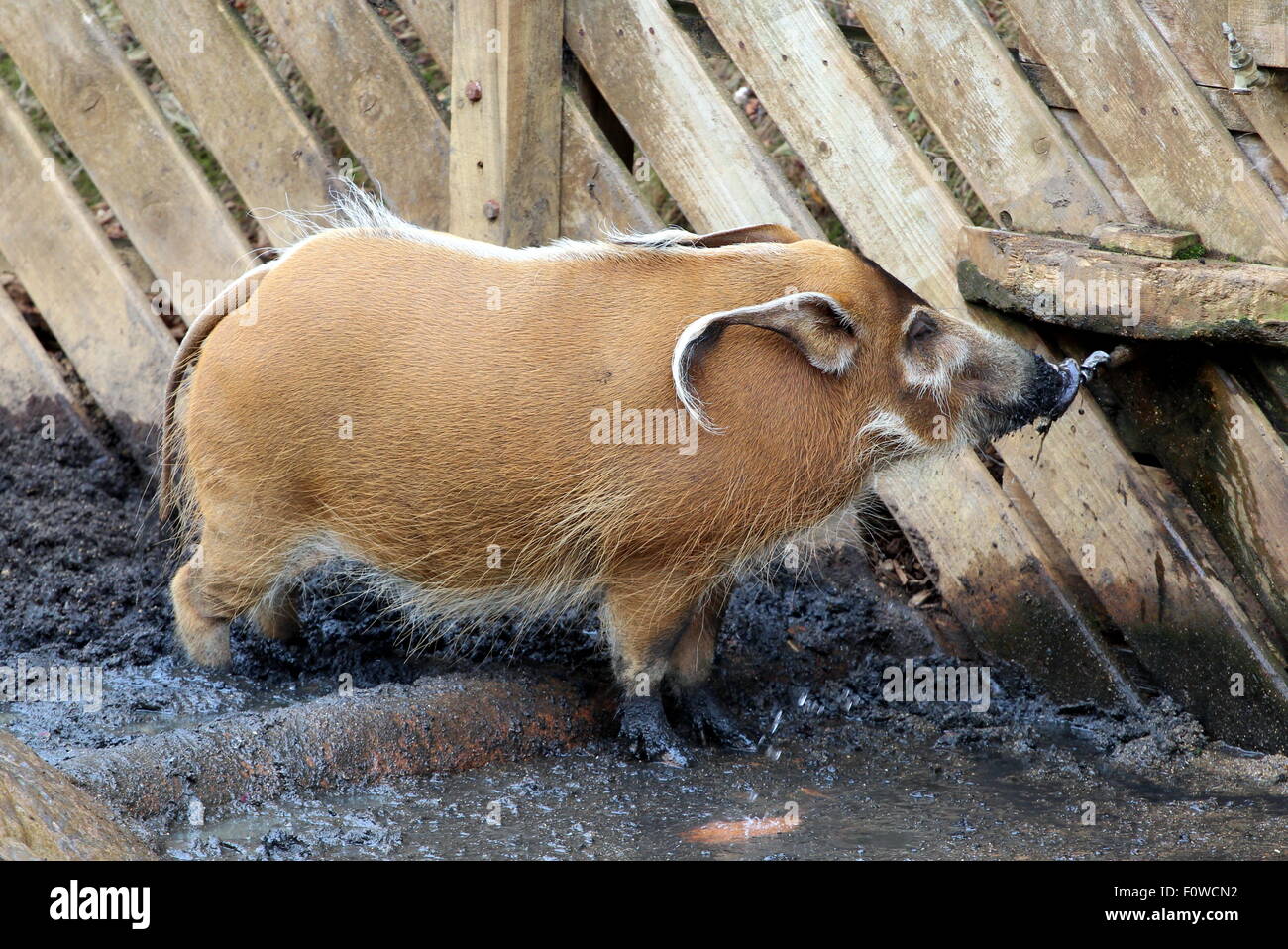 Essex Pig High Resolution Stock Photography and Images - Alamy