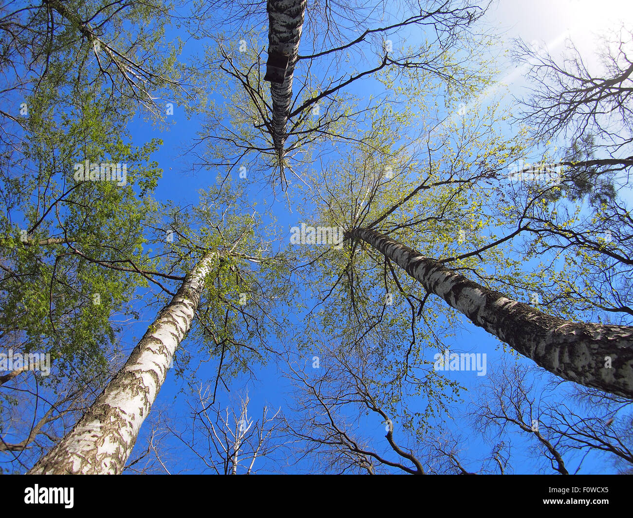 Three birch trees on the background of the spring sky - view from below ...