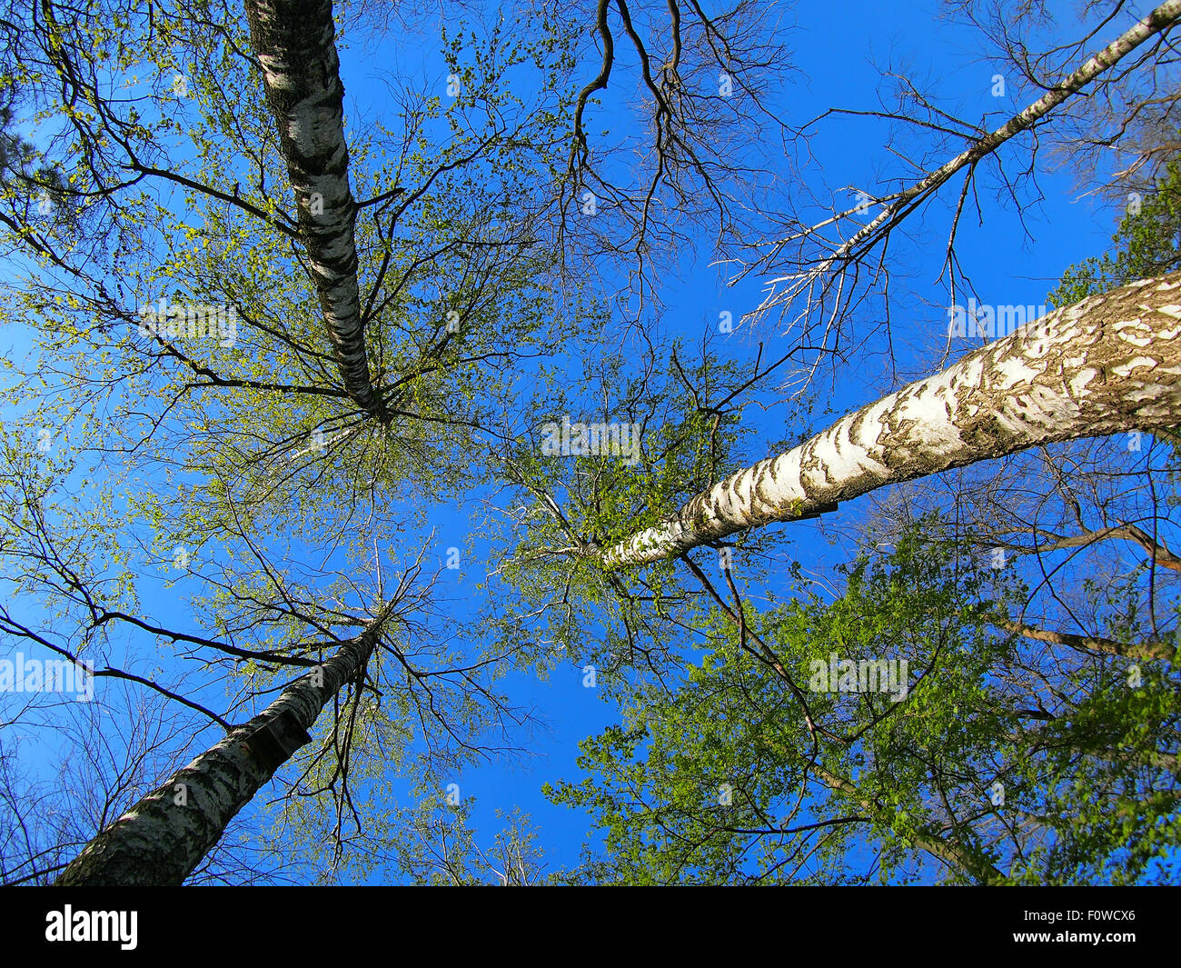 Black and white trees from below hi-res stock photography and images ...